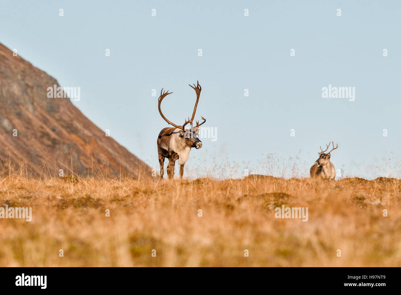 A bull and cow caribou in the Alaskan Range mountains during the autumn ...