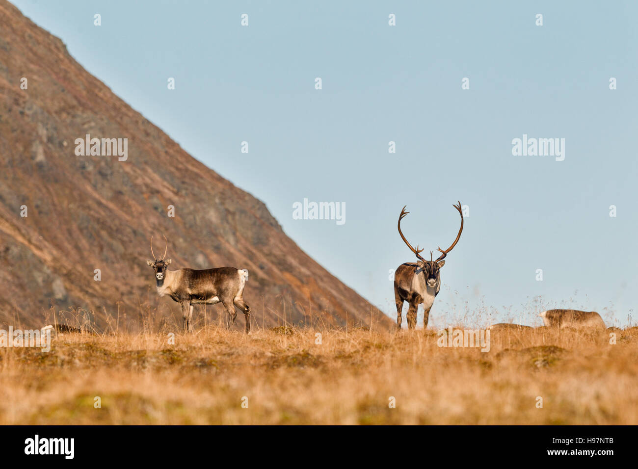 Porcupine caribou hi-res stock photography and images - Alamy