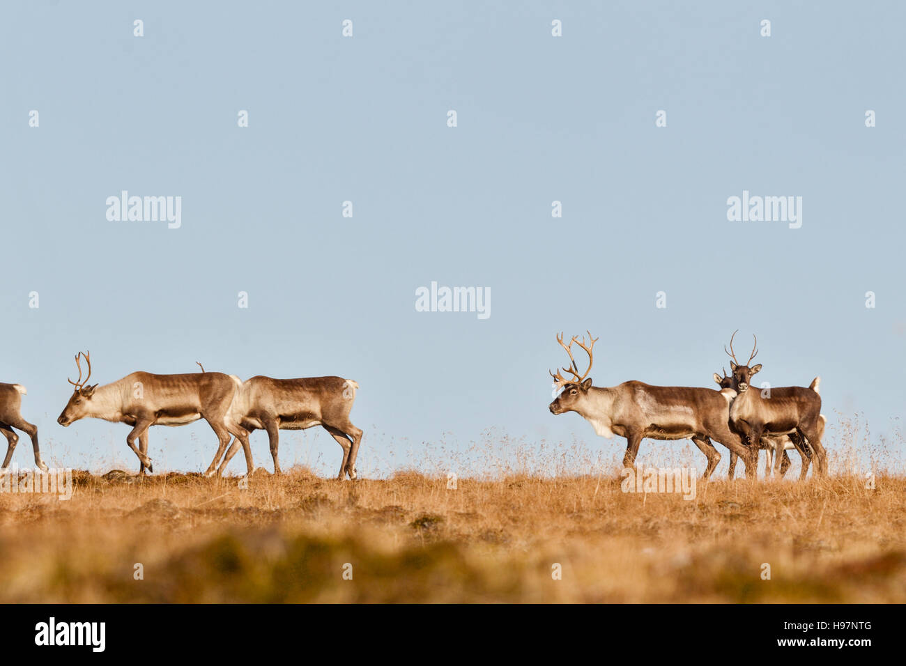 Caribou herd in the Alaskan Range mountains during the autumn rut Stock ...