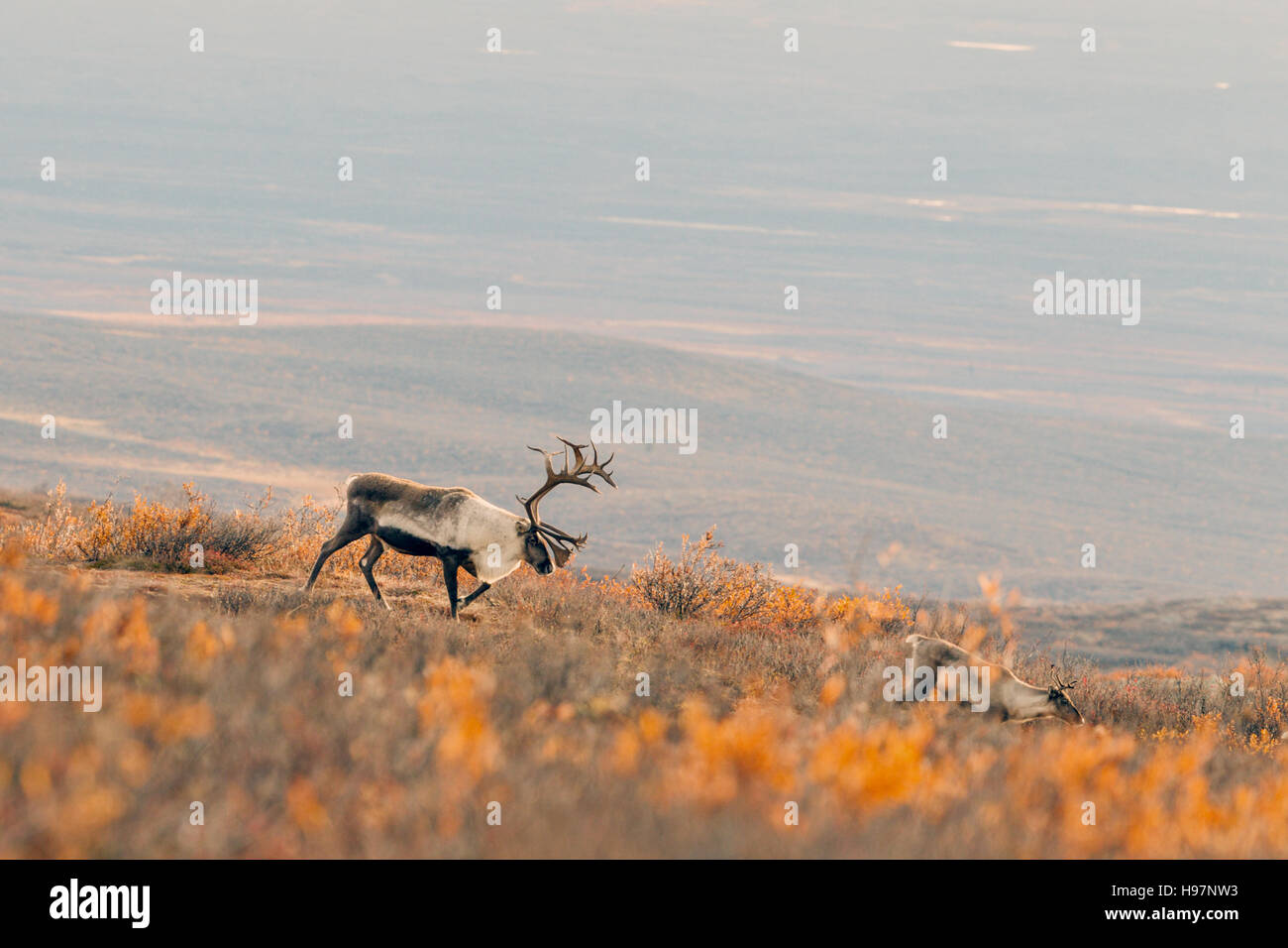 A bull and cow caribou in the Alaskan Range mountains during the autumn ...