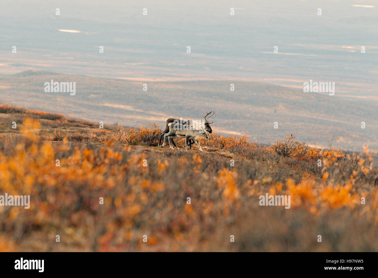 A calf and cow caribou in the Alaskan Range mountains during the autumn ...