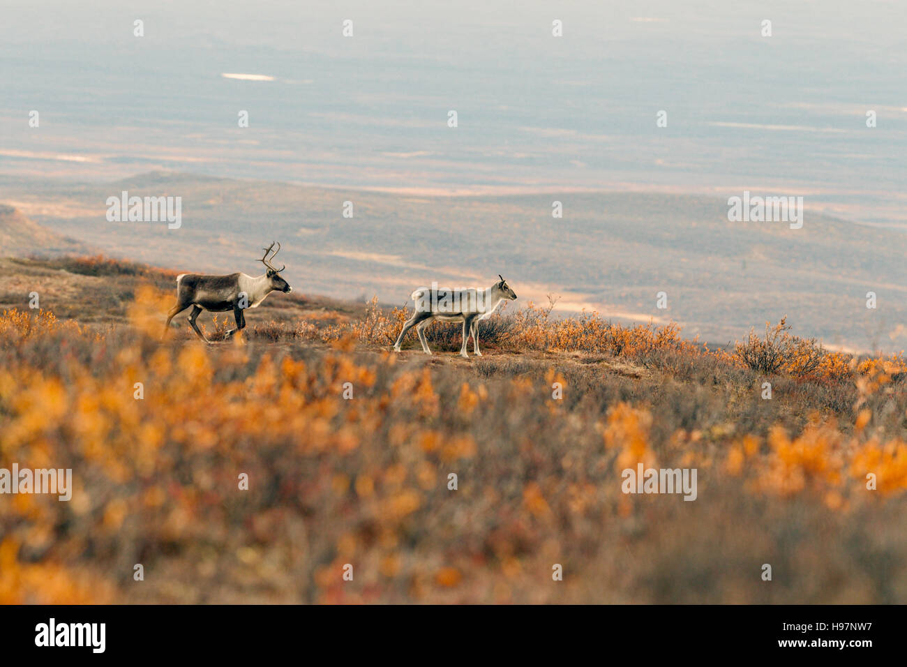 A calf and cow caribou in the Alaskan Range mountains during the autumn ...