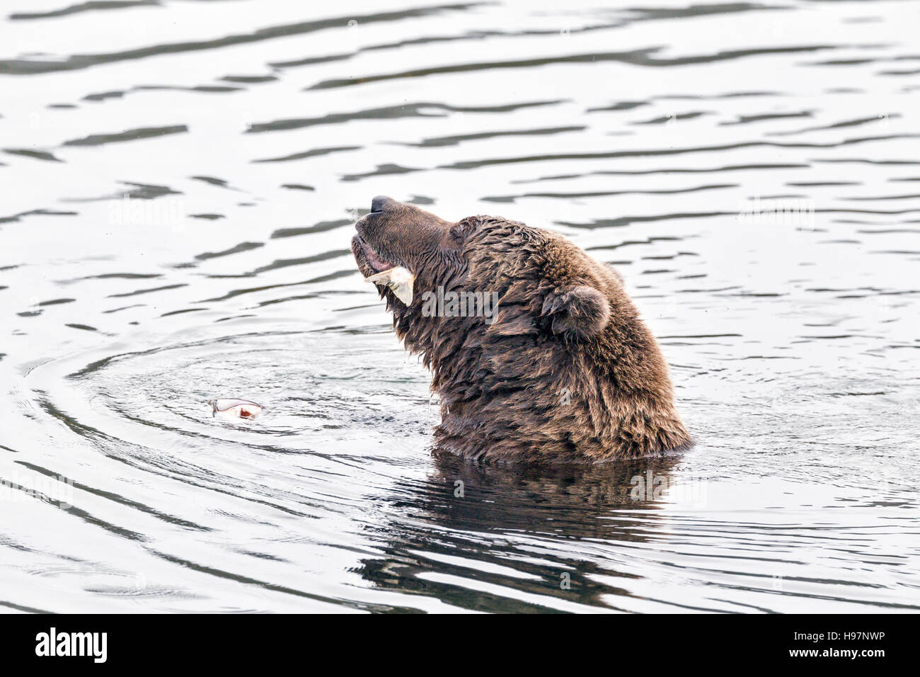 Animals in their environment hi-res stock photography and images - Alamy