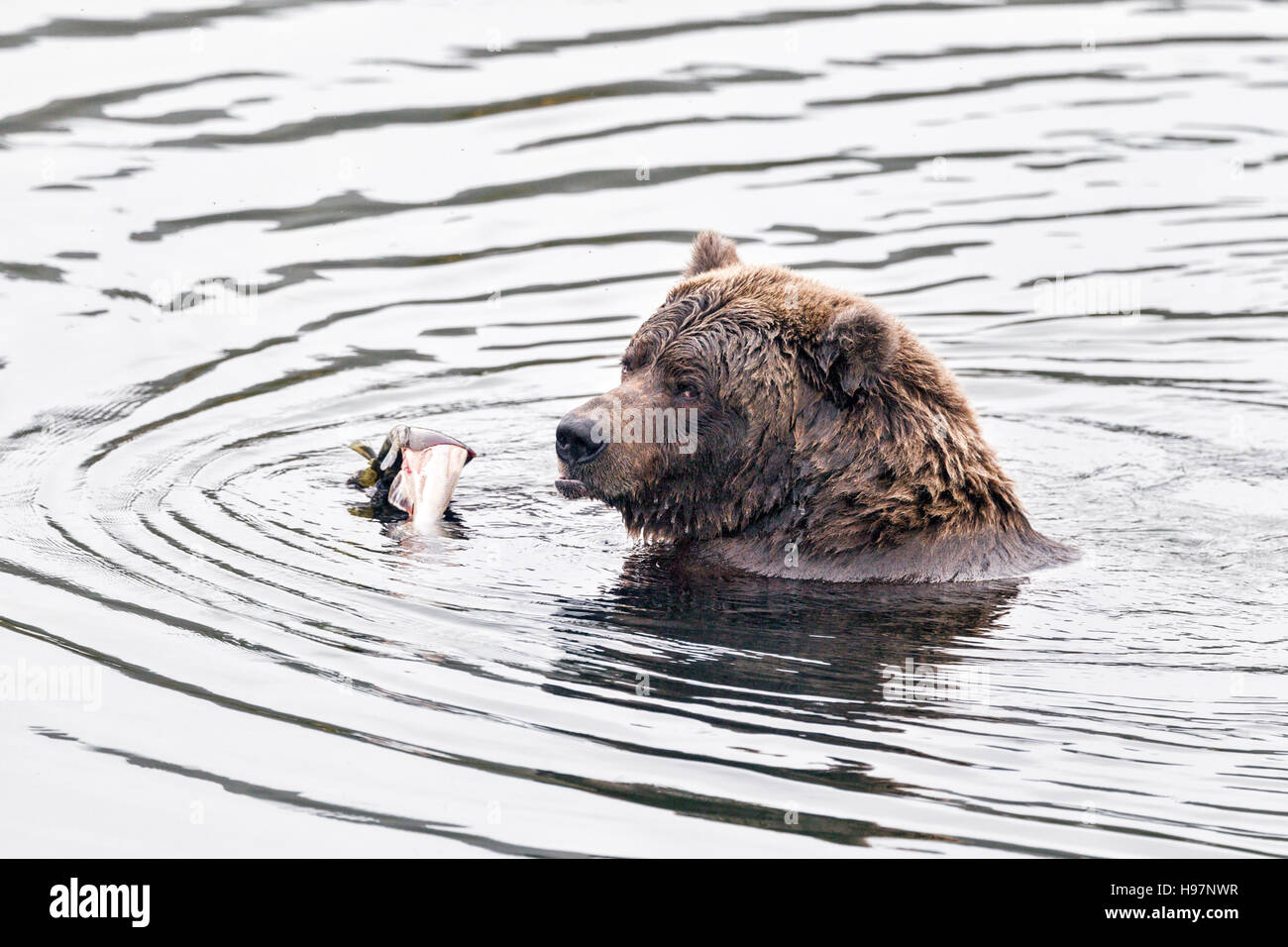 Female brown bear feasting on spawning salmon in Katmai National Park ...
