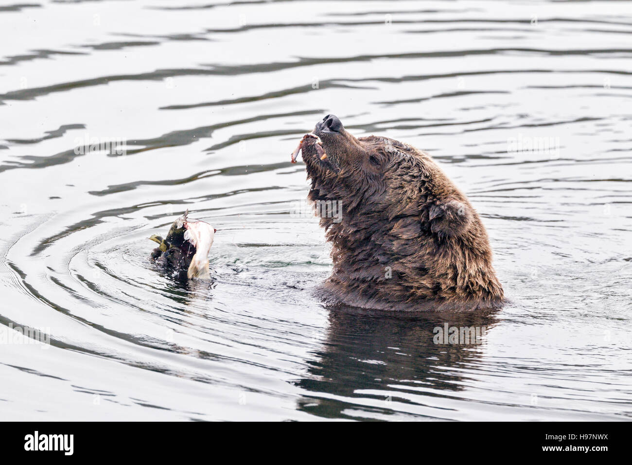 Female brown bear feasting on spawning salmon in Katmai National Park ...
