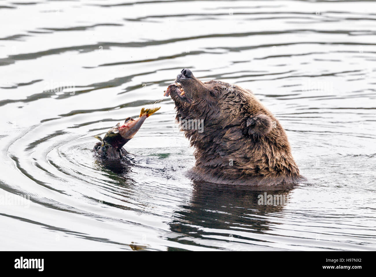 Female brown bear feasting on spawning salmon in Katmai National Park ...