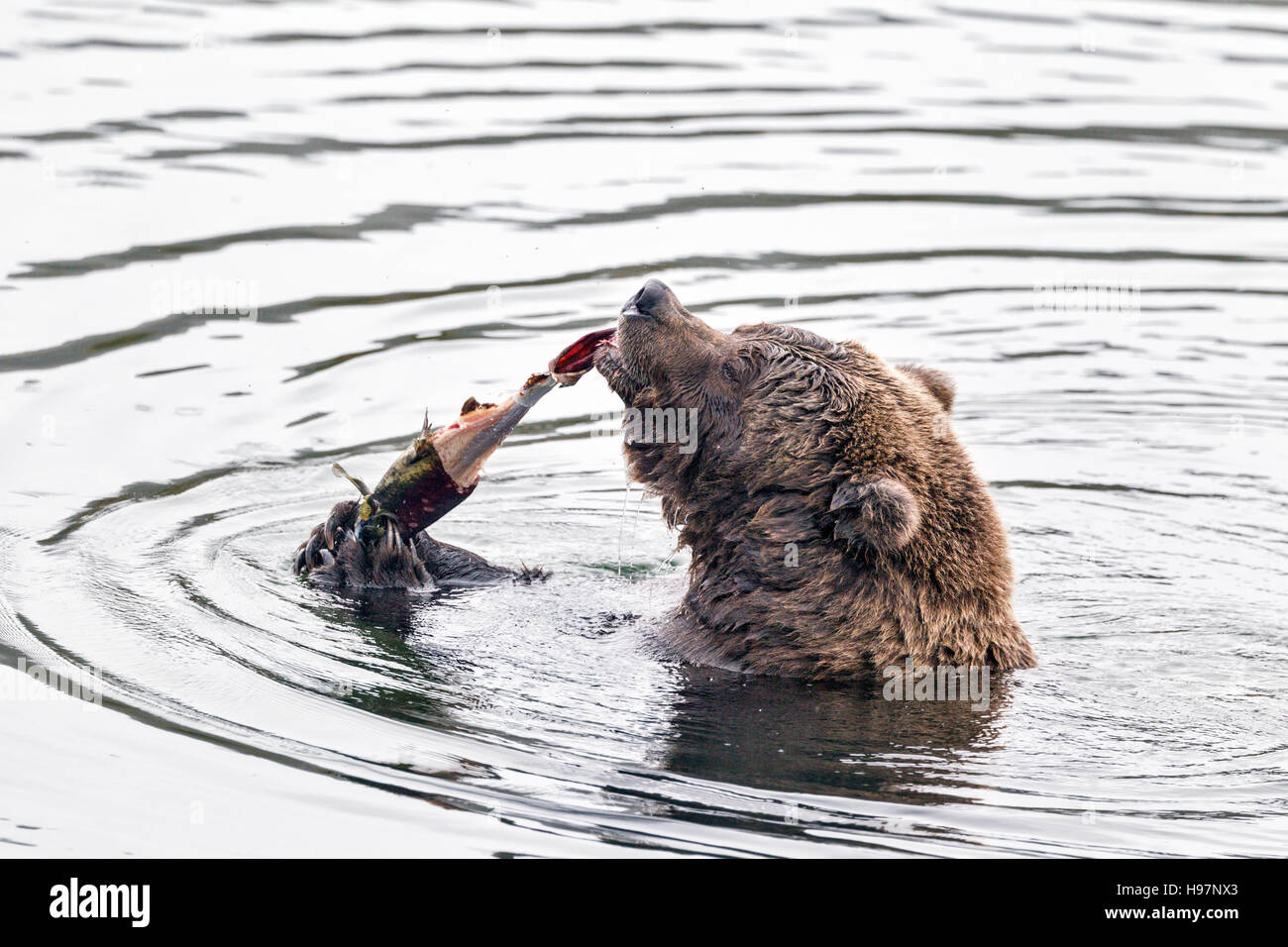 Female brown bear feasting on spawning salmon in Katmai National Park ...