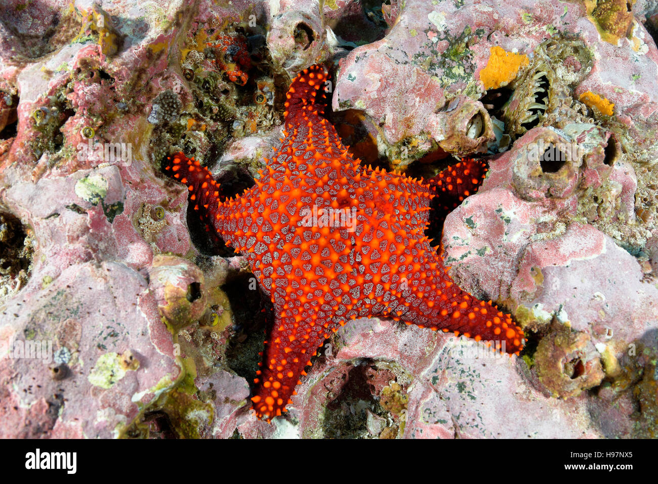 Cushion star fish hi-res stock photography and images - Alamy