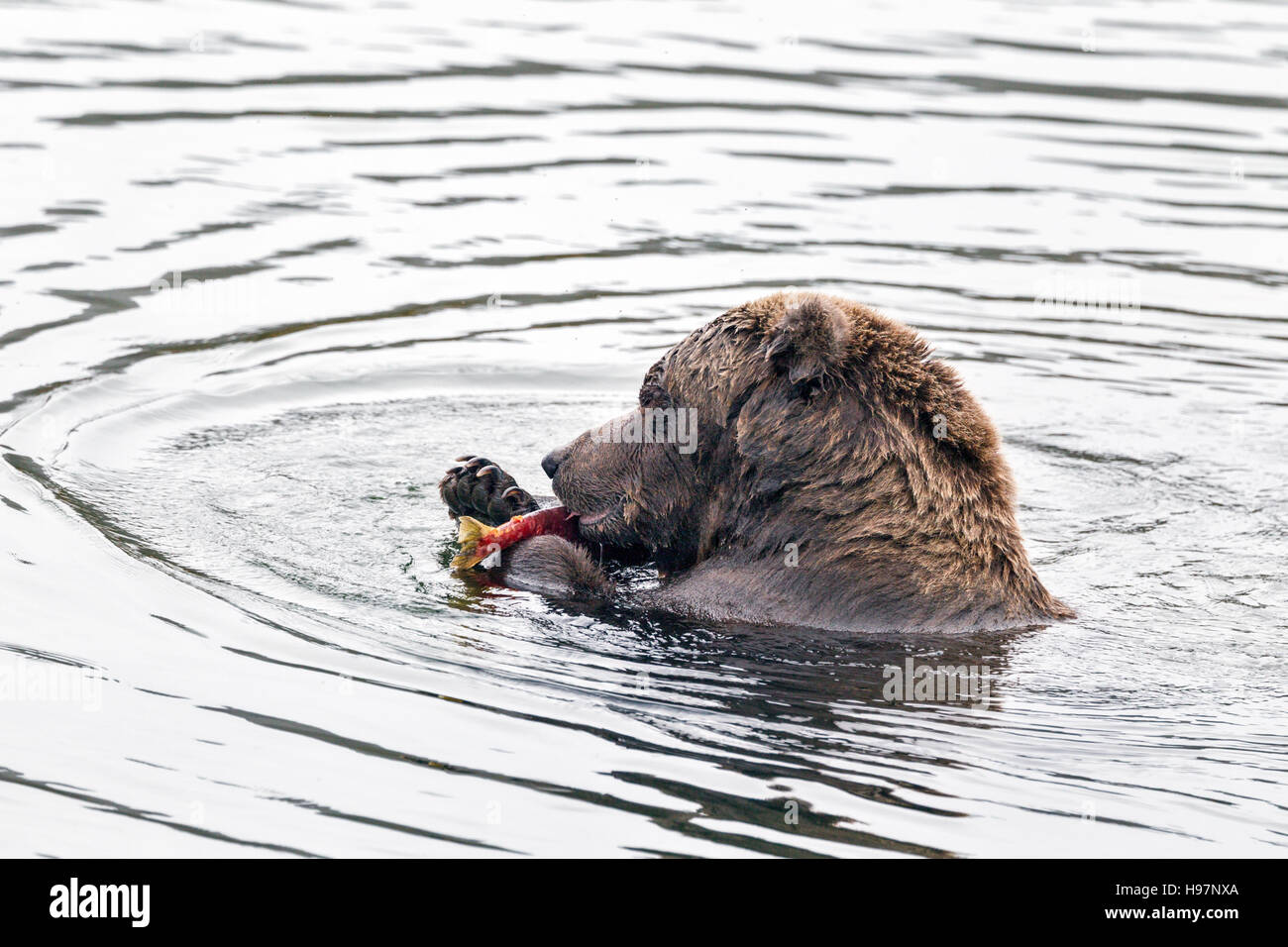 Female brown bear feasting on spawning salmon in Katmai National Park ...