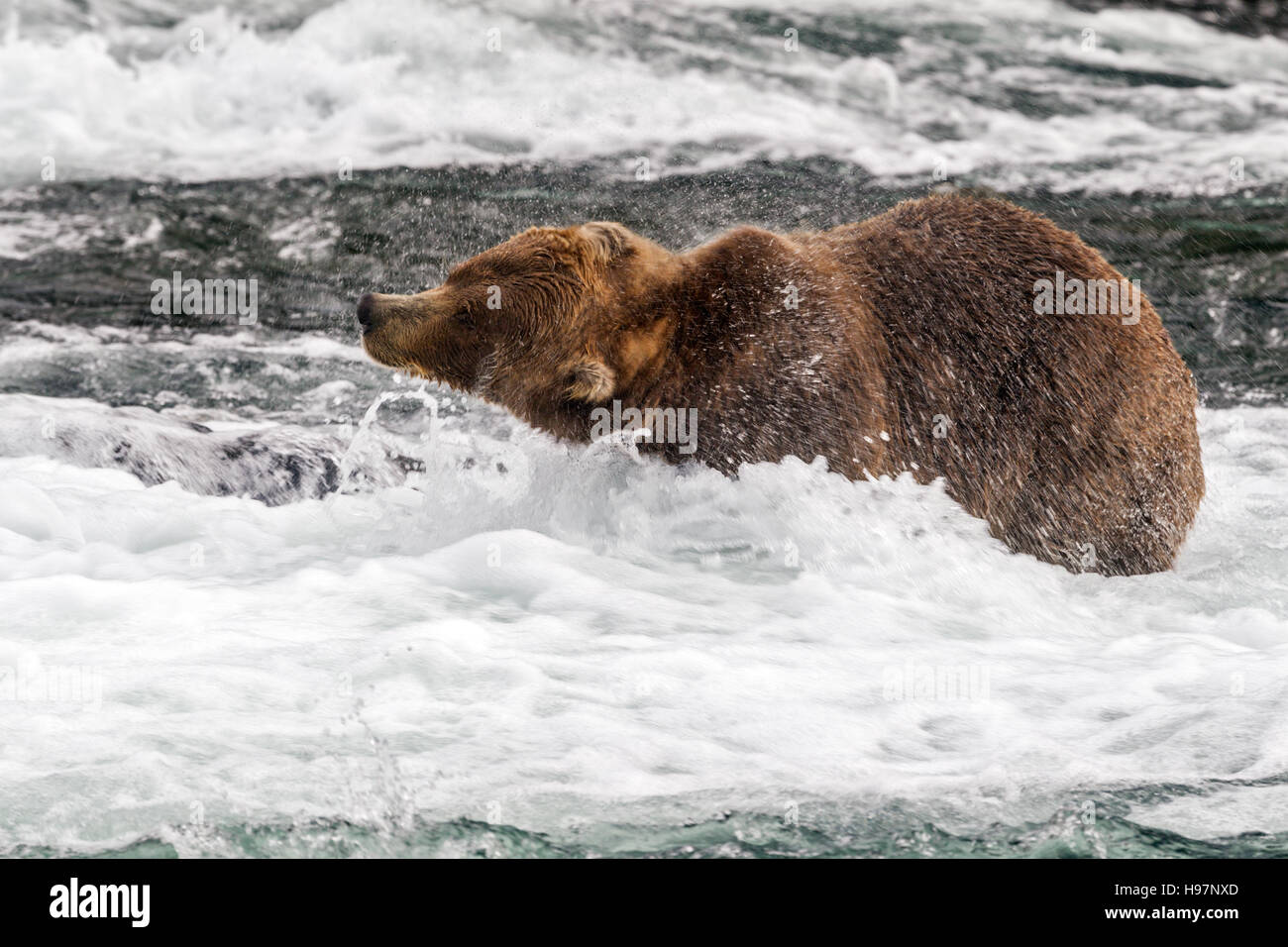 Brown bear shaking off water hi-res stock photography and images - Alamy