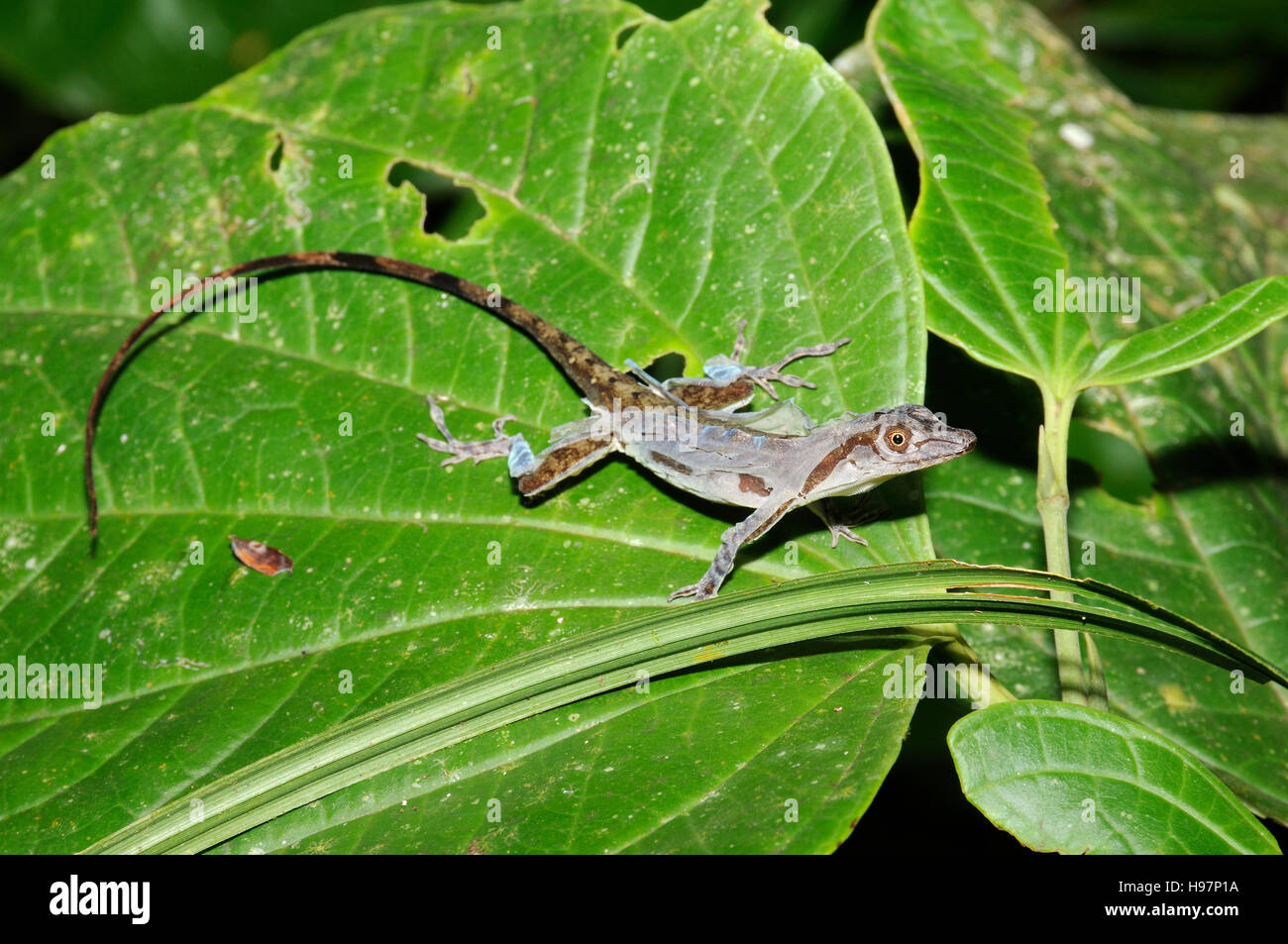 Anoles, Lizard during skinning, Rainforest, Gamboa, Panama Stock Photo ...
