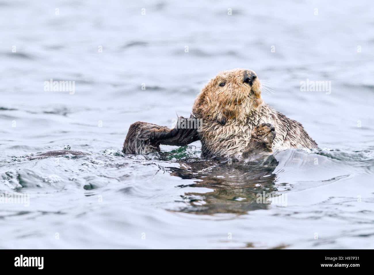 Northern sea otter grooming buoyantly in the sea off the Alaska coast ...