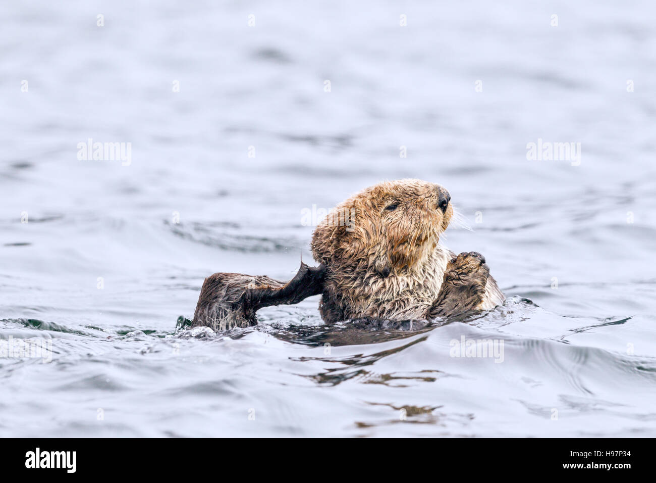 Northern sea otter grooming buoyantly in the sea off the Alaska coast ...