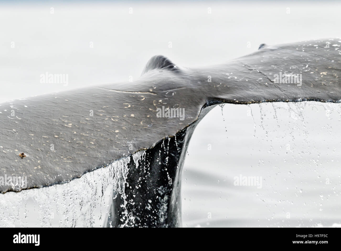 An adult Humpback whale (Megaptera novaeangliae) fluking in the waters ...