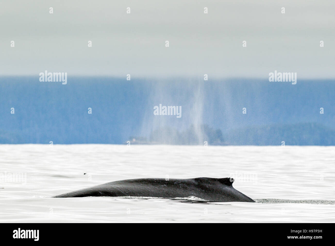 Whale fall deep ocean hi-res stock photography and images - Alamy