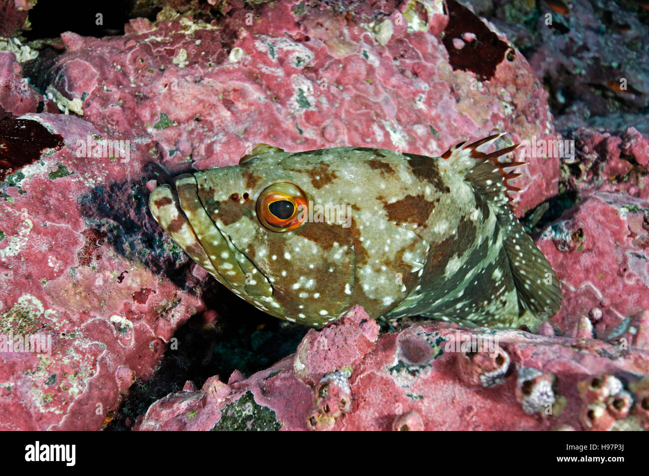 Flag cabrilla, Starry Grouper, Malpelo Island, Colombia, East Pacific ...