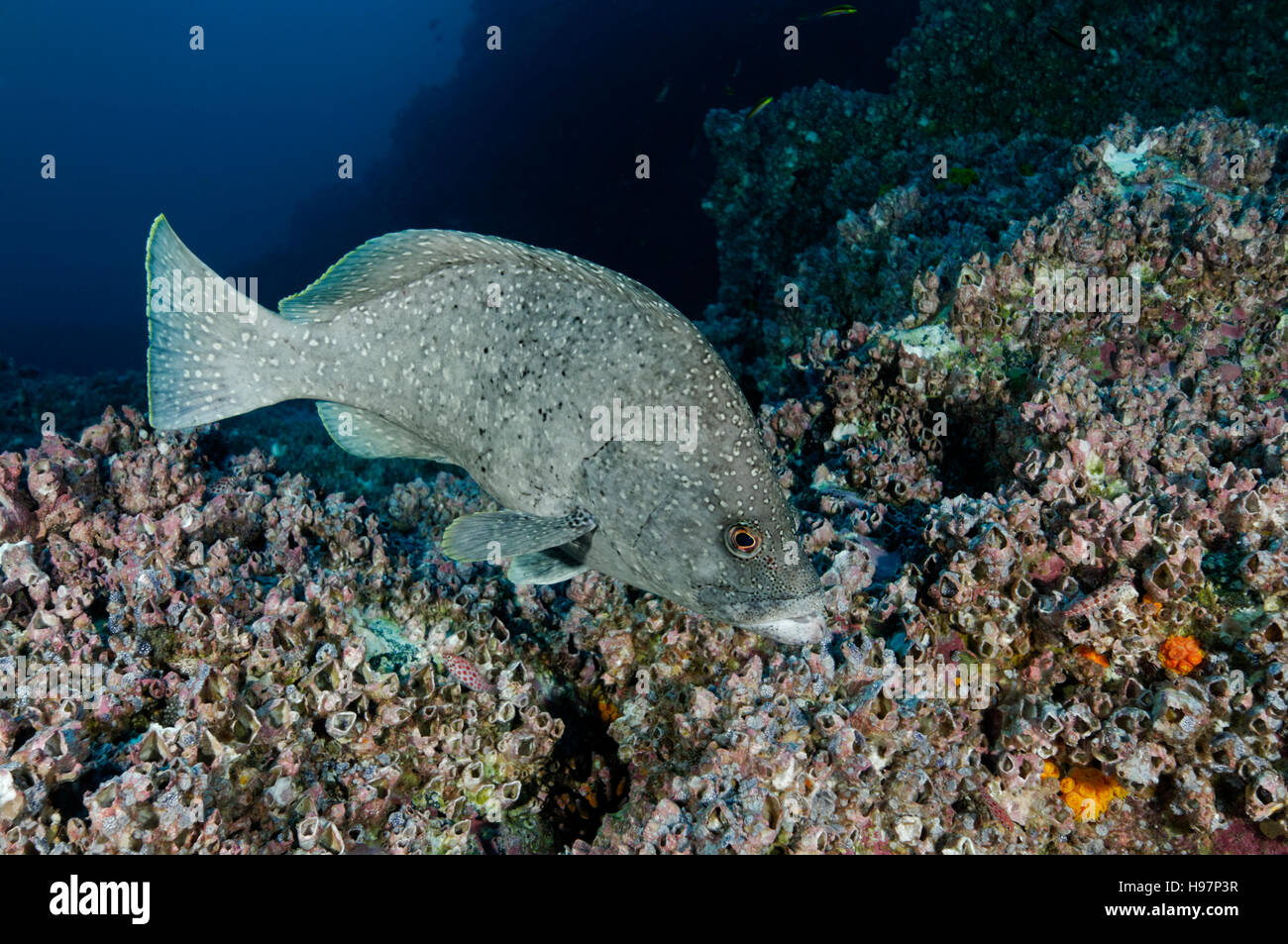 Leather bass, Malpelo Island, Colombia, East Pacific Ocean Stock Photo ...