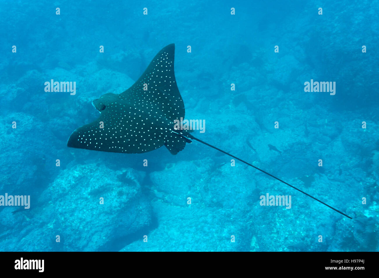 Spotted eagle ray, Malpelo Island, Colombia, East Pacific Ocean Stock ...