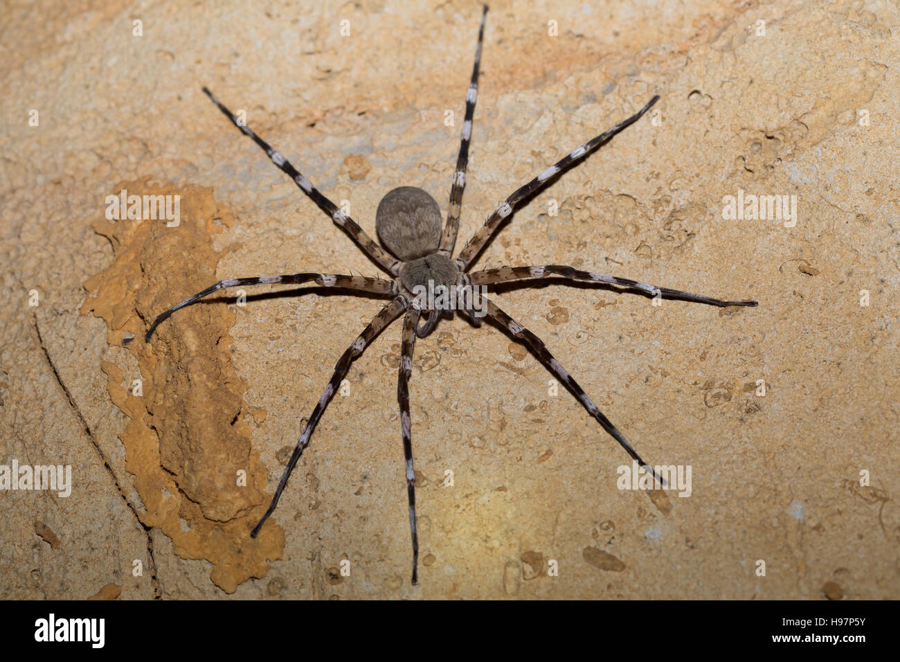 Zebra tarantula hi-res stock photography and images - Alamy