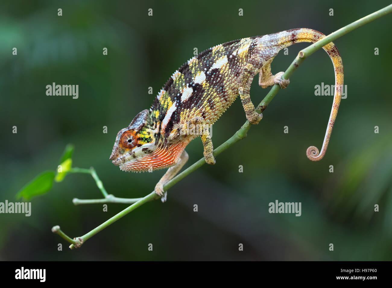 panther chameleon (Furcifer pardalis) on small branch in rainforest at ...