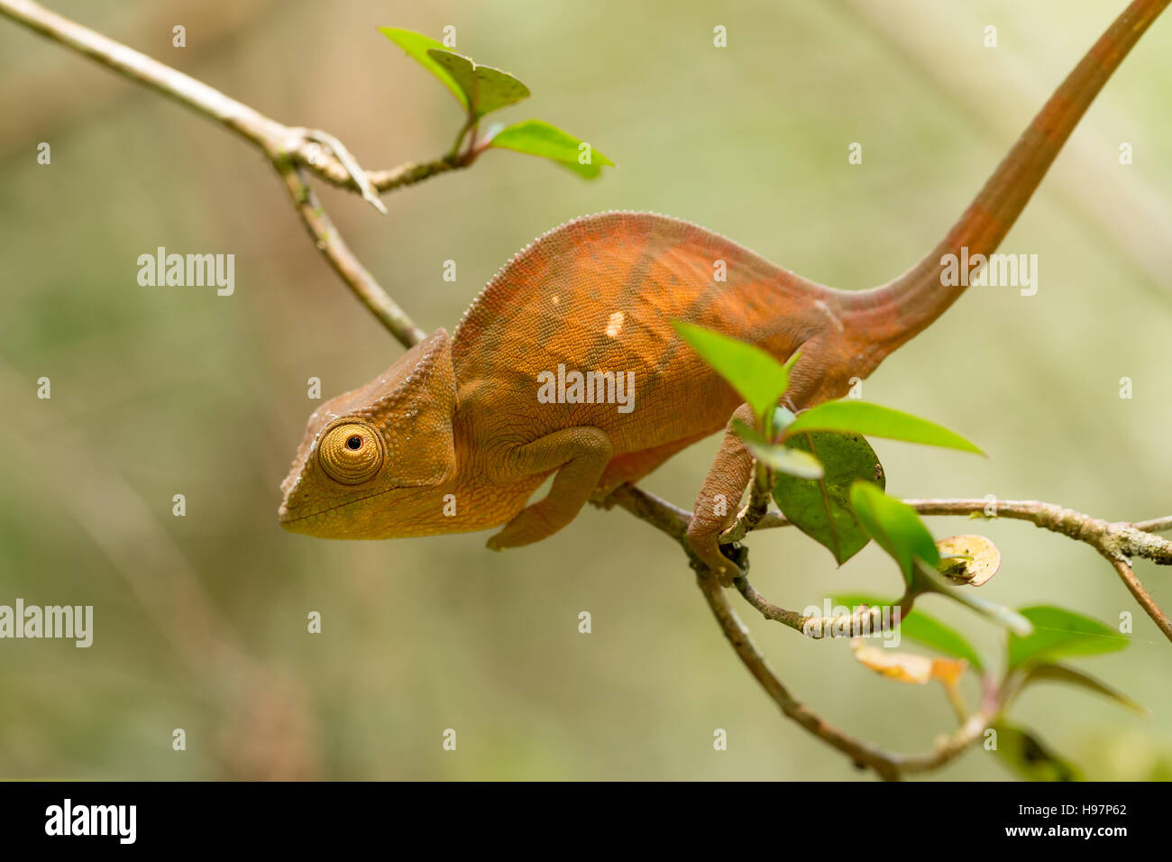 Parson's chameleon (Calumma parsonii) is a large species of chameleon ...