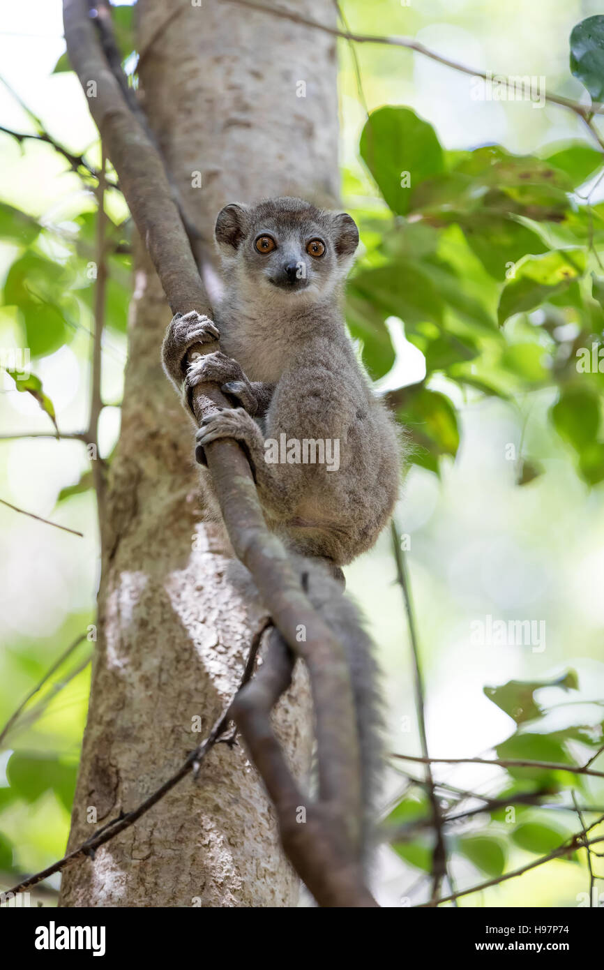 Close up portrait of small baby of crowned lemur (Eulemur coronatus ...