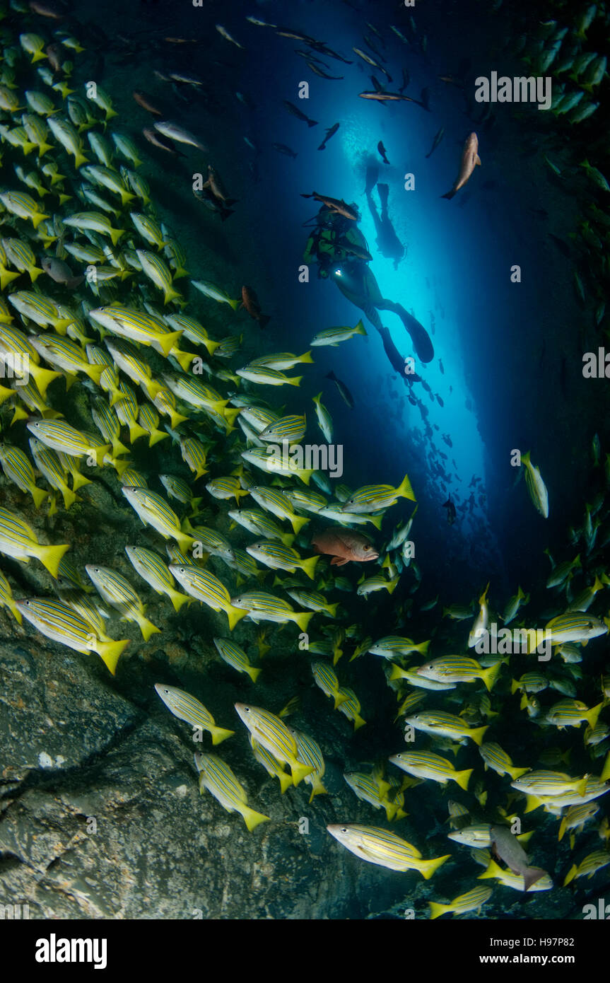 school of Blue and gold snapper and scuba diver, Malpelo Island ...