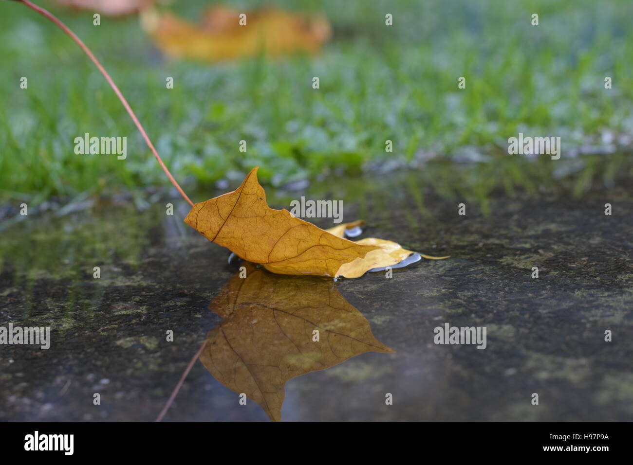 Leaf in a puddle Stock Photo - Alamy