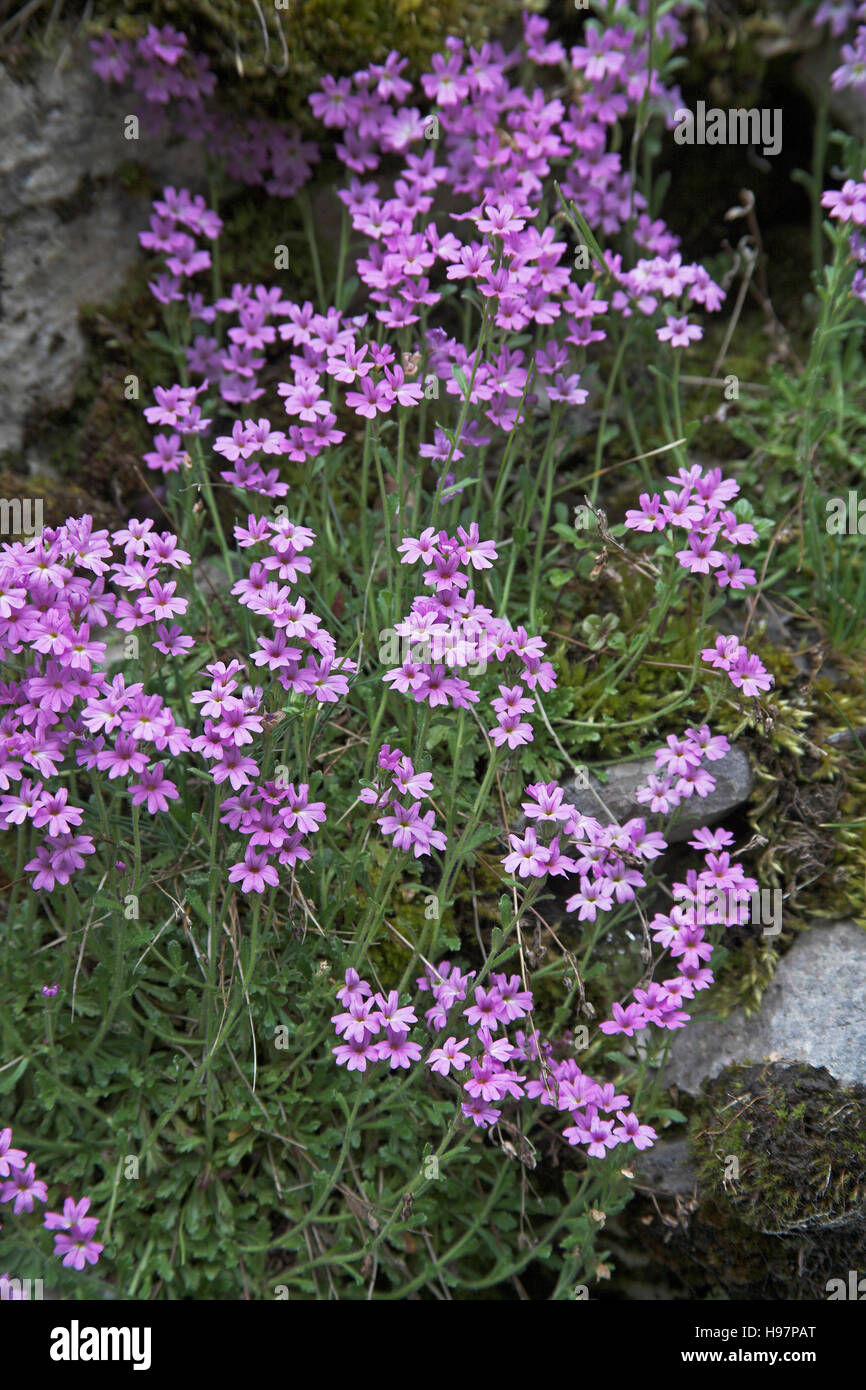 Fairy foxglove erinus alpinus hi-res stock photography and images - Alamy