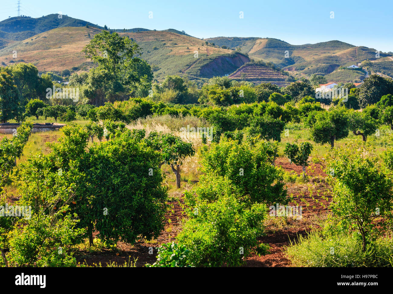 Summer country landscape with orange trees. Potugal (between Lisboa and ...