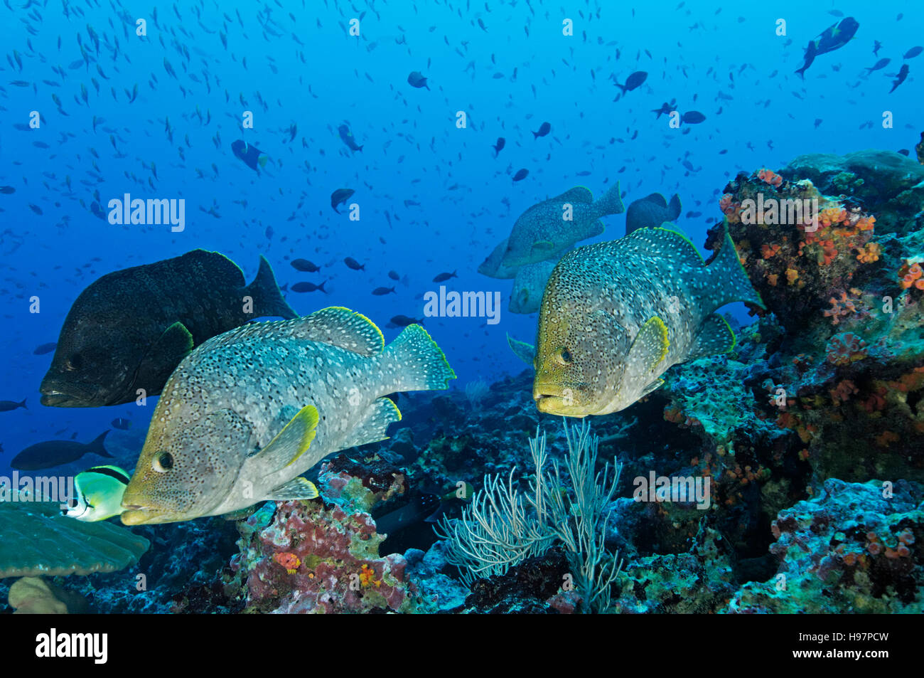 Leather basses hi-res stock photography and images - Alamy