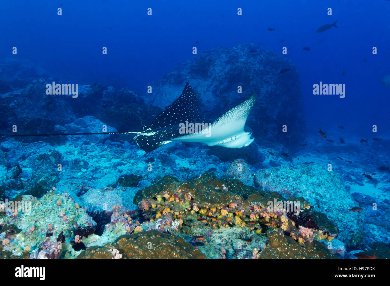 Spotted duckbill ray hi-res stock photography and images - Alamy
