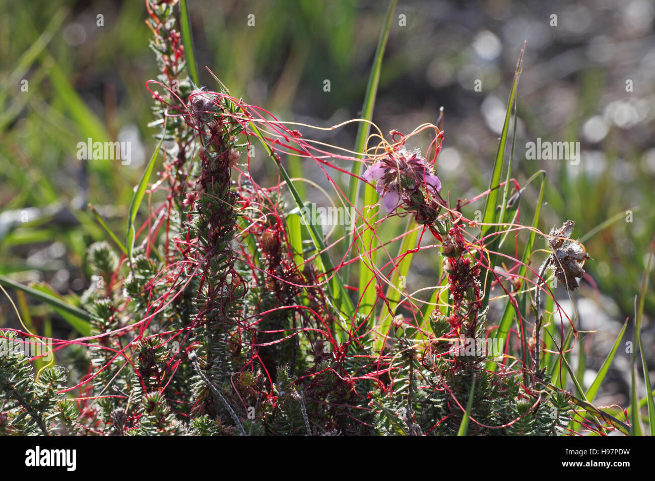 Cuscuta epithymum hi-res stock photography and images - Alamy