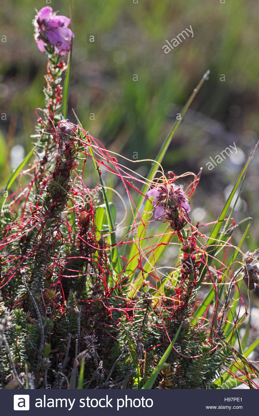 Plant Cuscuta Epithymum Common Dodder Heath Heathland New Forest High ...