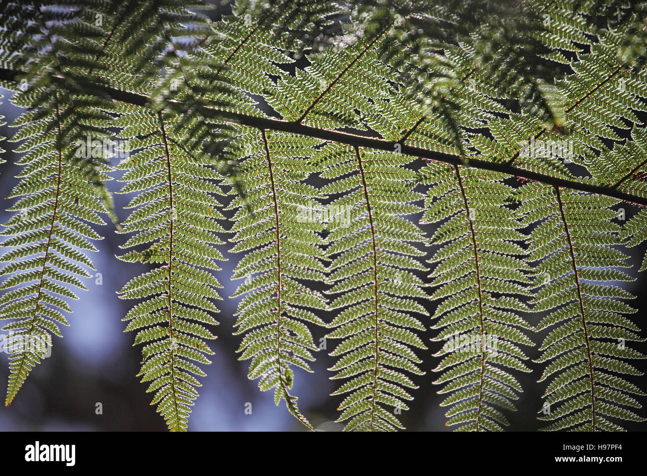 Tree fern spp New Zealand Stock Photo - Alamy