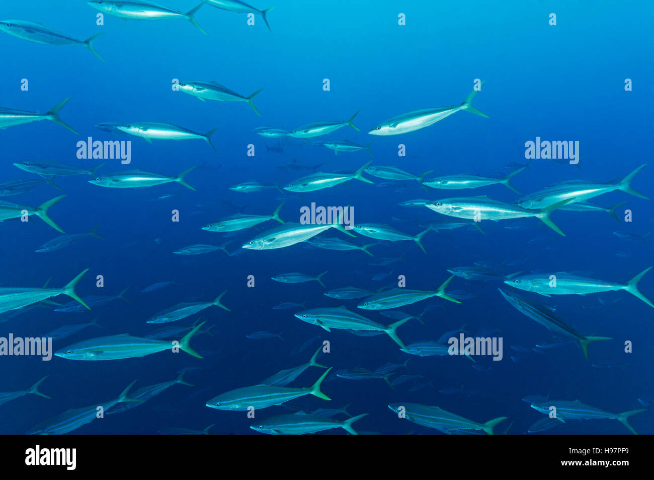 School of rainbow runner hi-res stock photography and images - Alamy