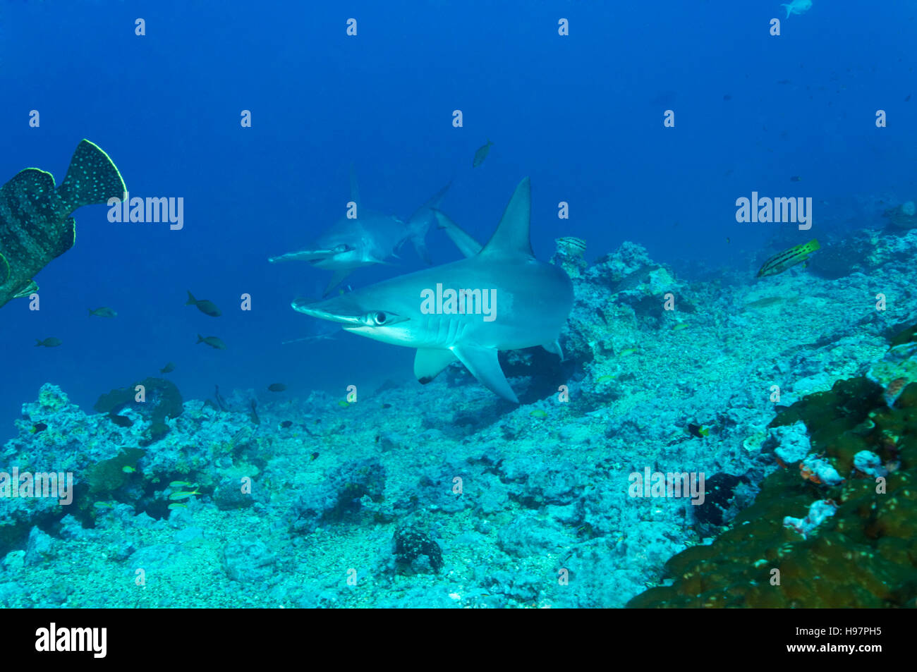 Scalloped hammerhead sharks, Malpelo Island, Colombia, East Pacific ...