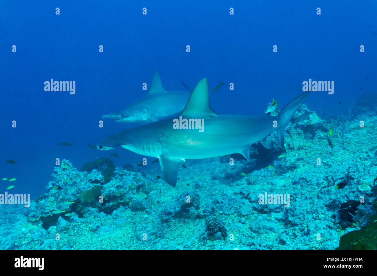 Scalloped hammerhead sharks, Malpelo Island, Colombia, East Pacific ...