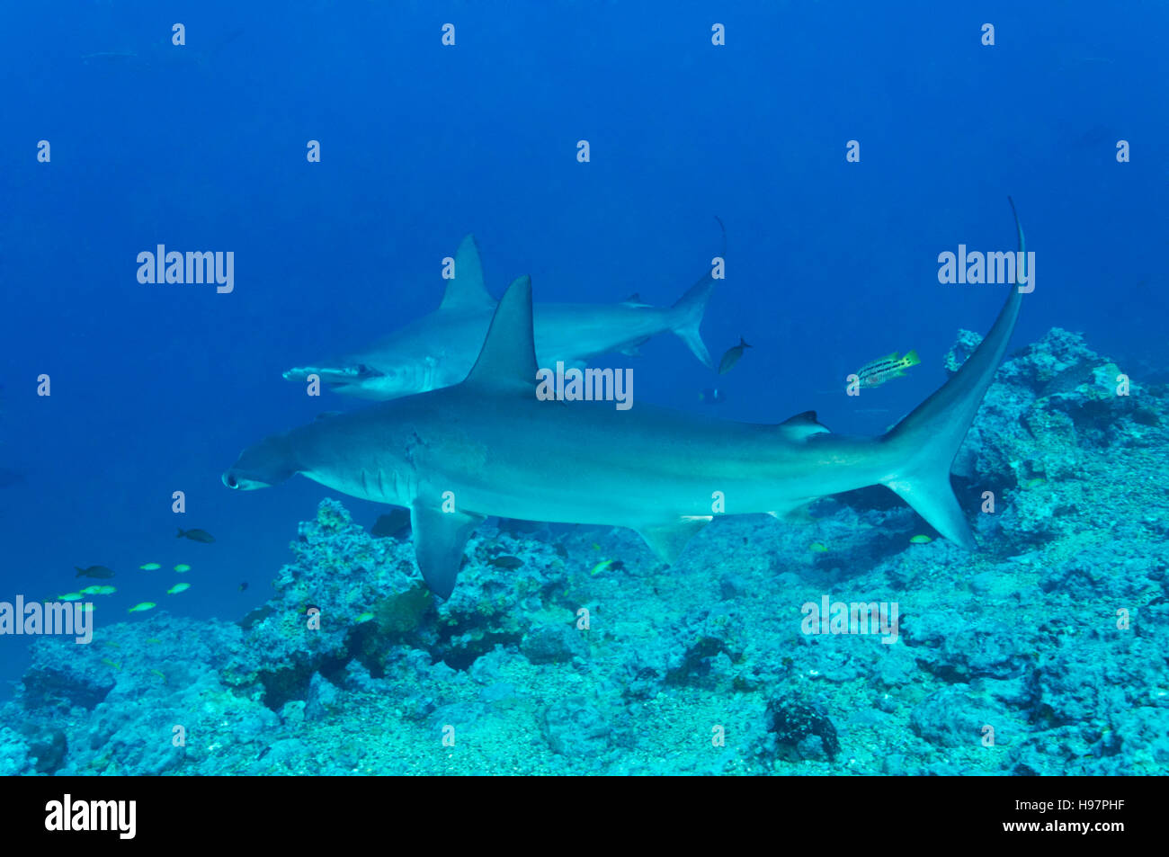 Scalloped hammerhead sharks, Malpelo Island, Colombia, East Pacific ...