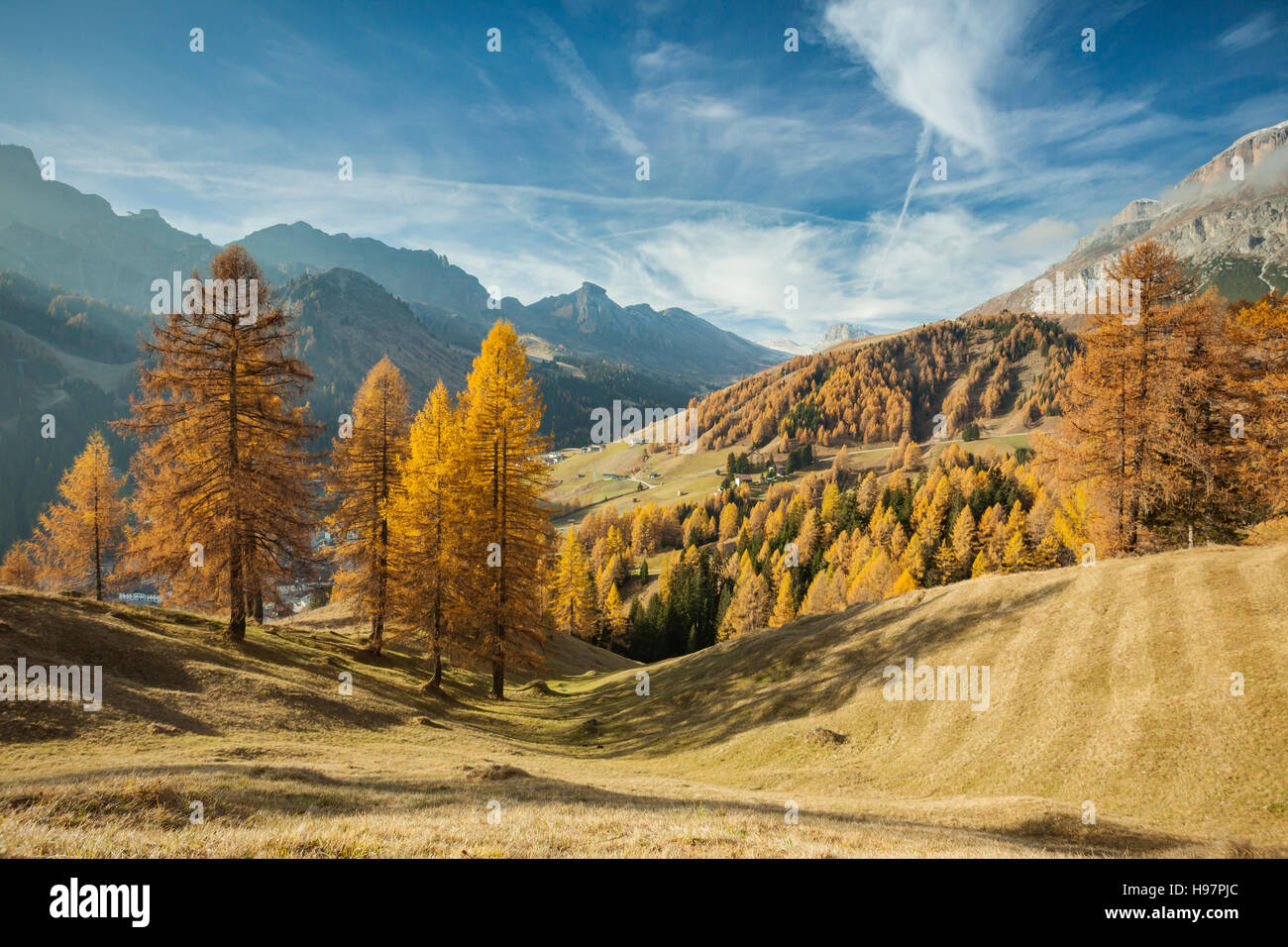 Alpine larch italy hi-res stock photography and images - Alamy