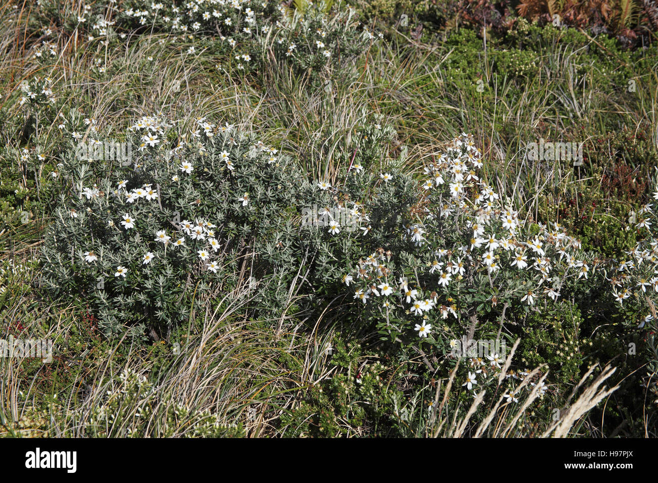 Fachine Chiliotrichum diffusum Falkland Islands Stock Photo - Alamy