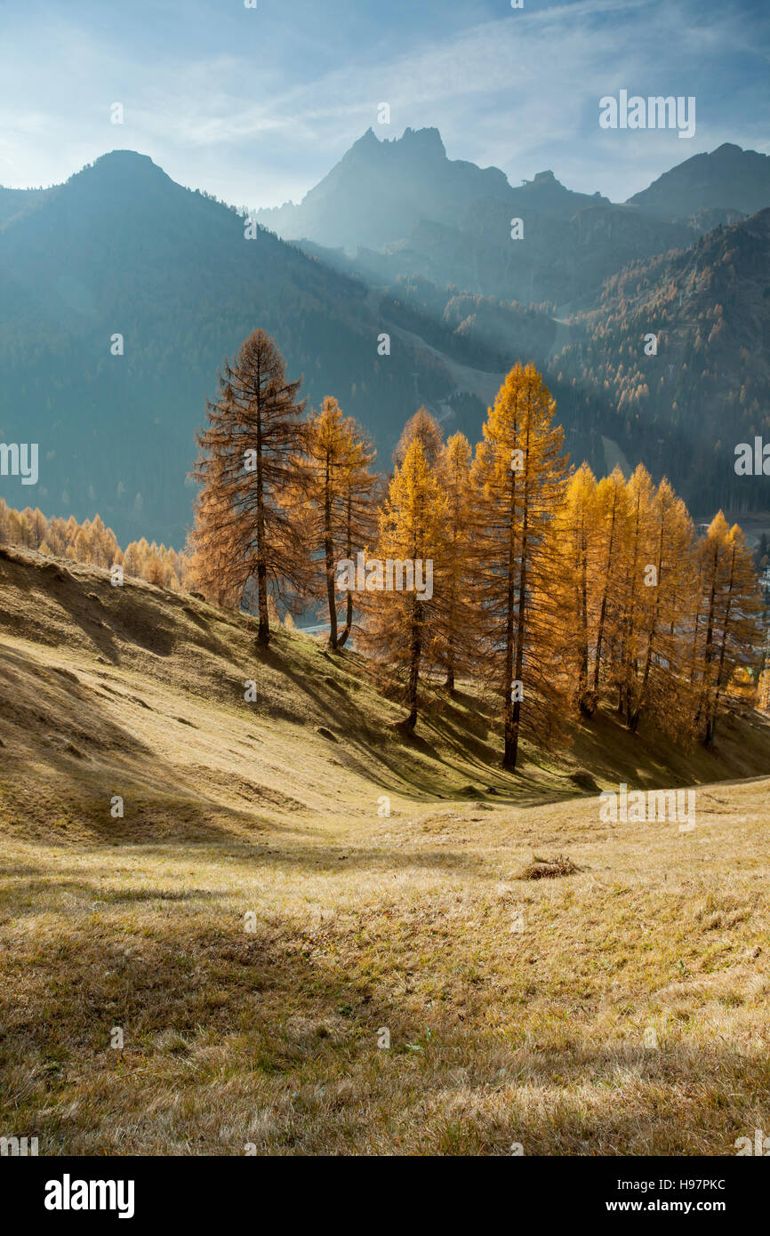 Autumn morning on an alpine meadow in the Dolomites, Italy Stock Photo ...