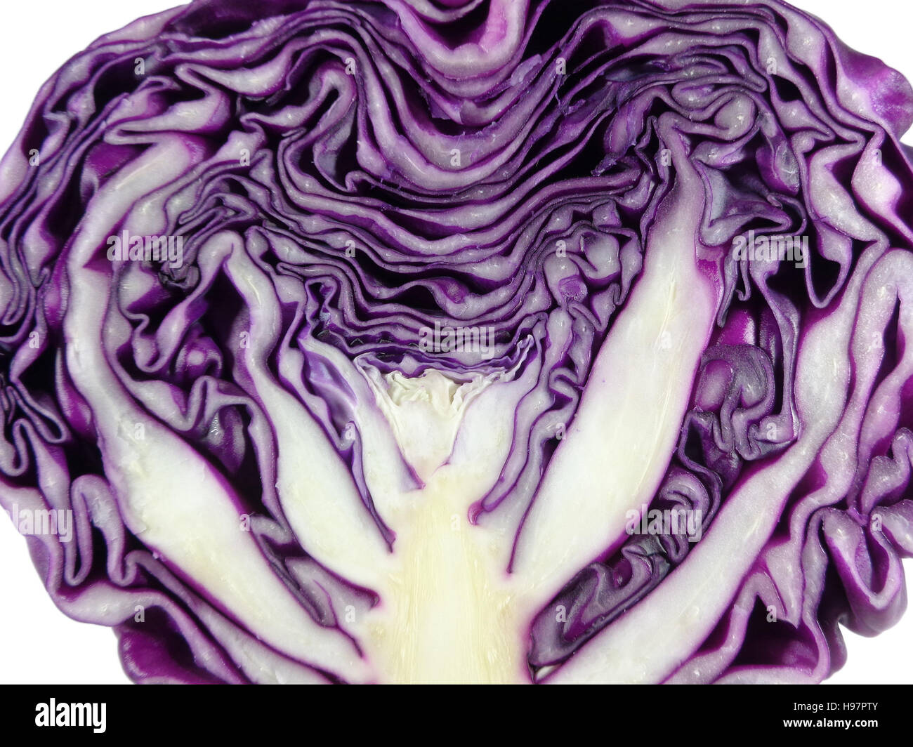 Texture and pattern of close-up fresh purple cabbage cut in half Stock ...