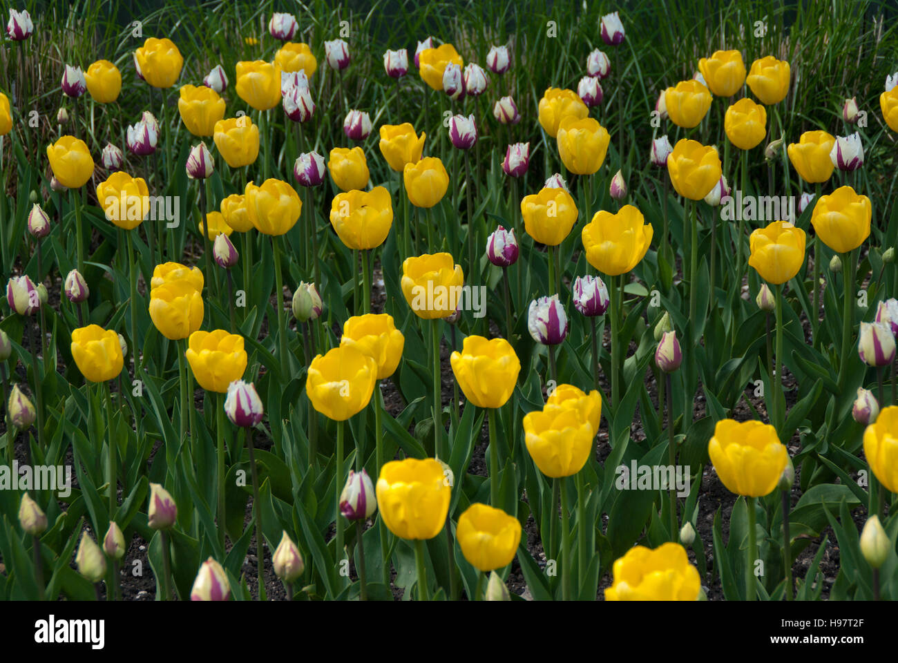 Tulips Flaming Baltic and Yellow Angel Stock Photo - Alamy