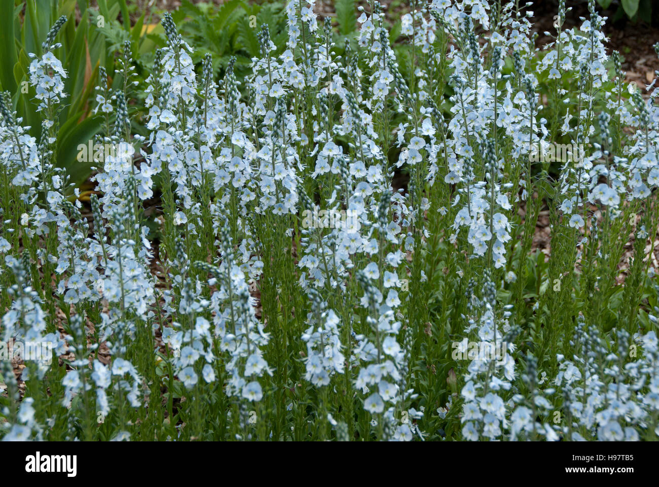 Veronica gentianoides barbara sherwood hi-res stock photography and ...