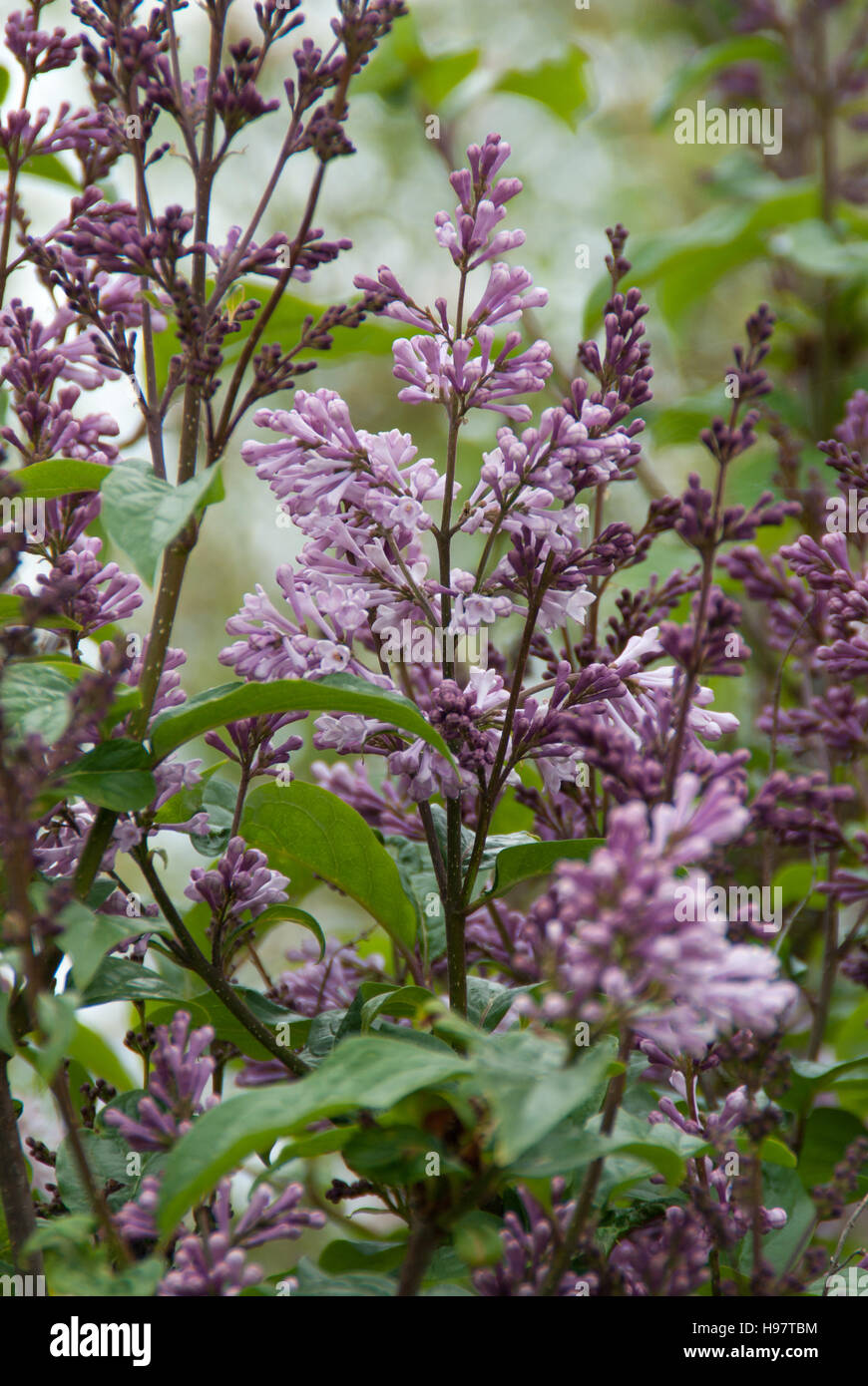 Reflexa High Resolution Stock Photography and Images - Alamy