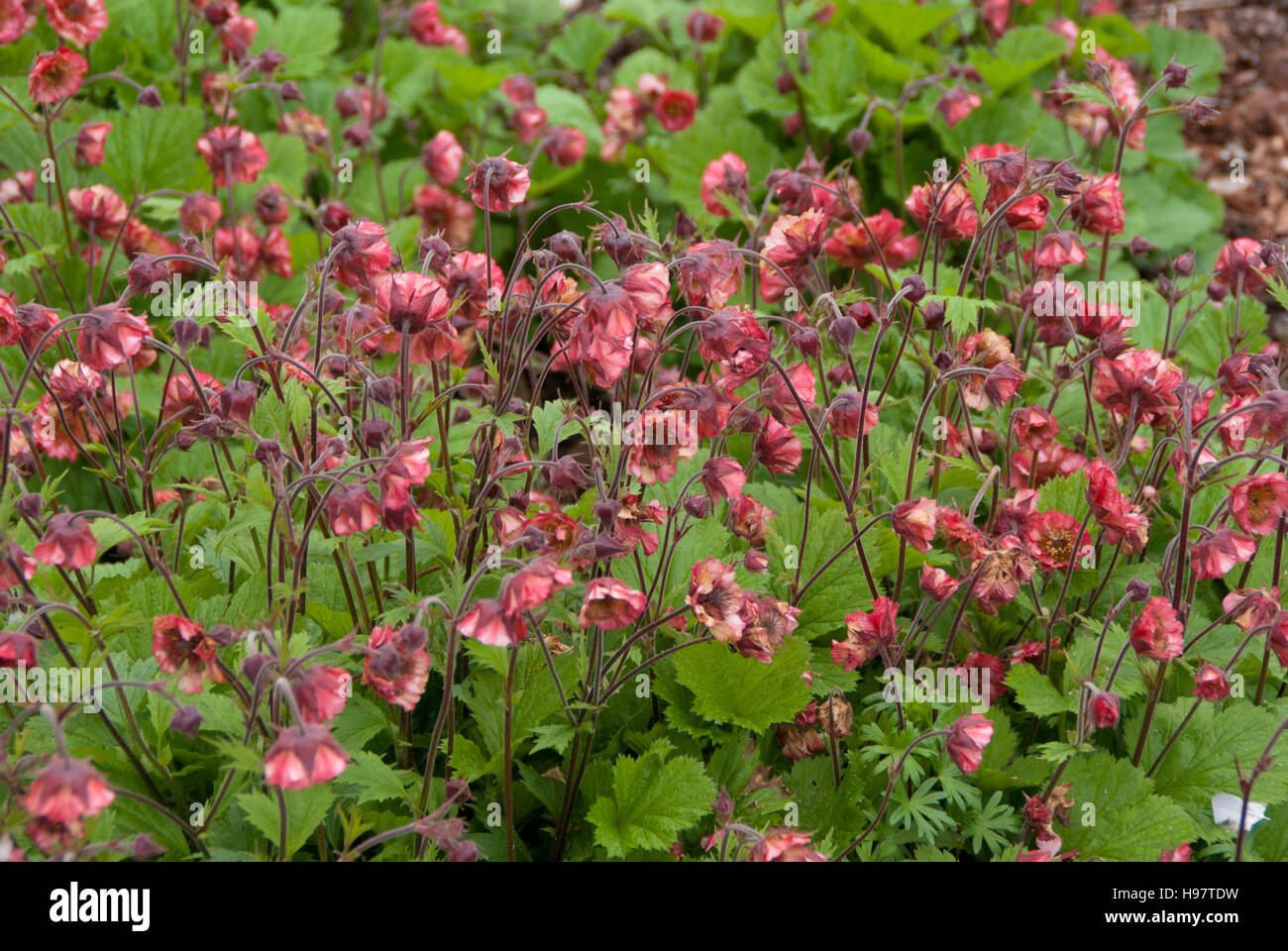 Geum Bell Bank Stock Photo - Alamy