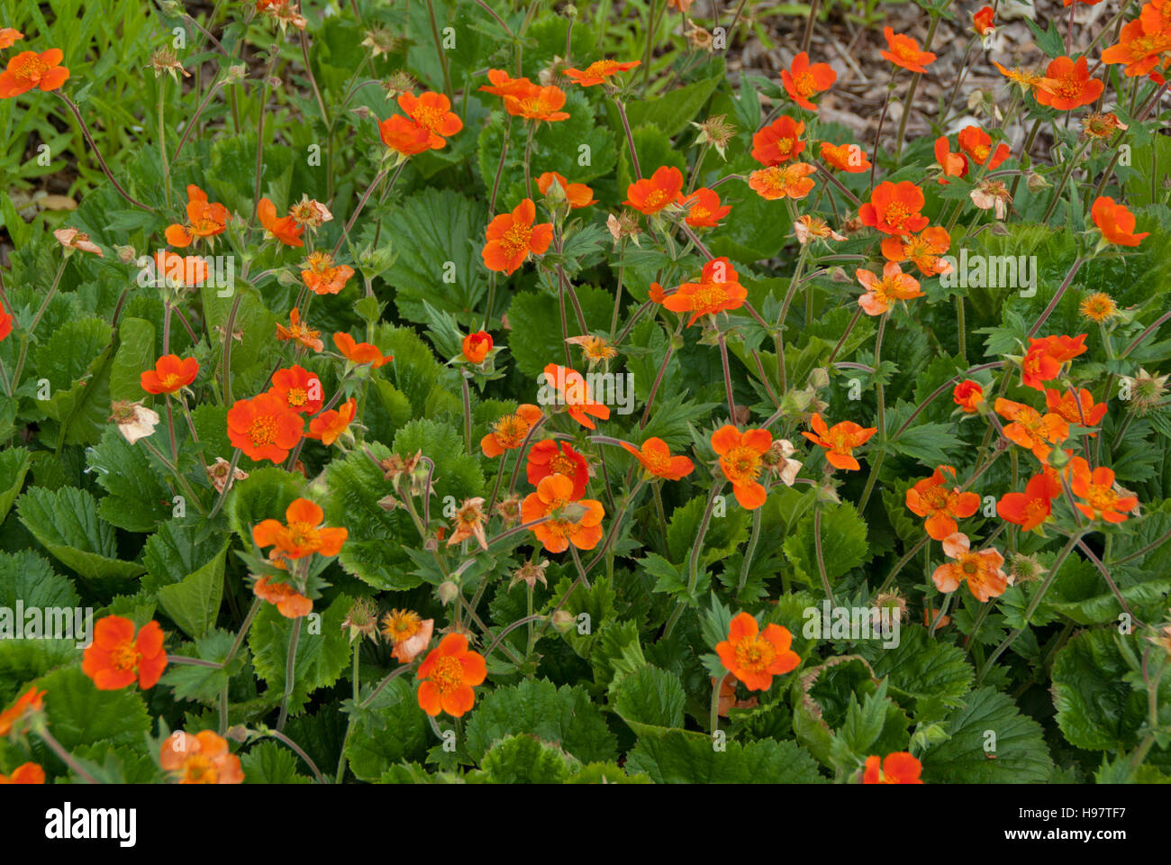 Geum coccineum hi-res stock photography and images - Alamy