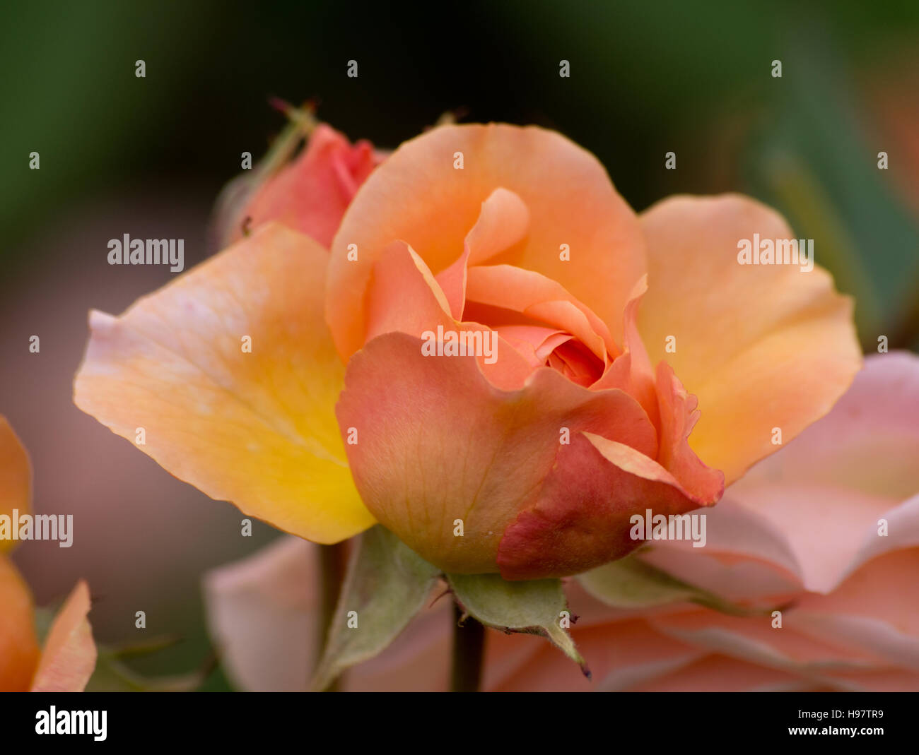 Leander hi-res stock photography and images - Alamy