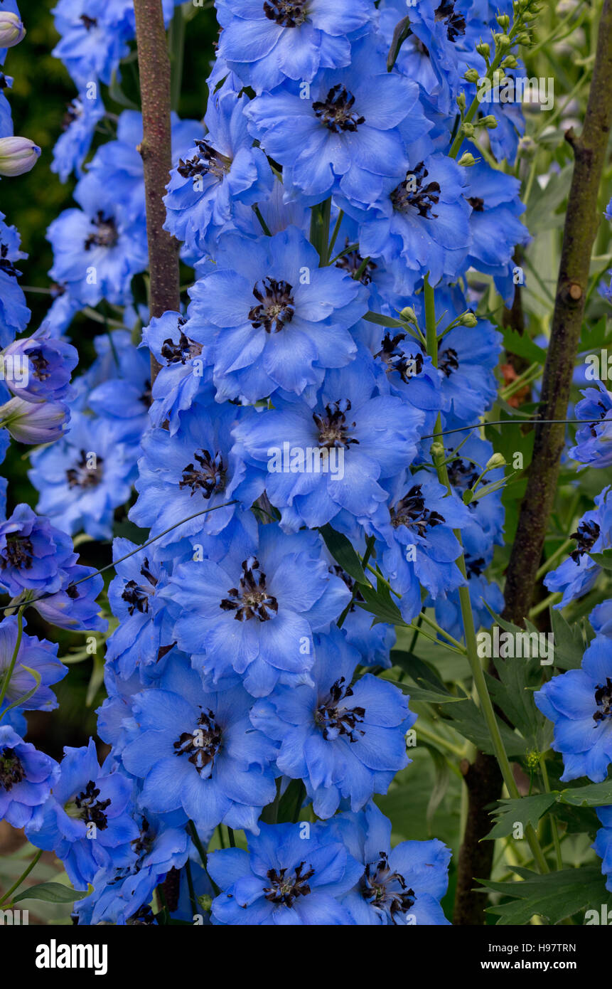 Pale blue delphinium hi-res stock photography and images - Alamy